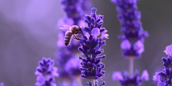 Magic of Lavender – Emma Kathryn Wild Witchcraft